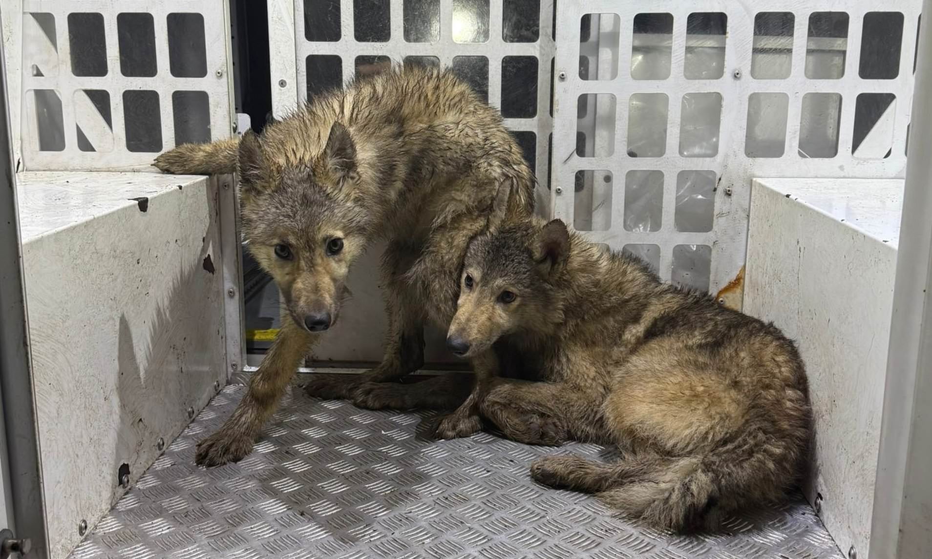 Three 'howling wolves' are caught by police after spooked residents ...