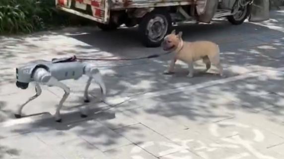 Un cane robot porta a spasso un cane vero: “È l’inizio della rivolta ...