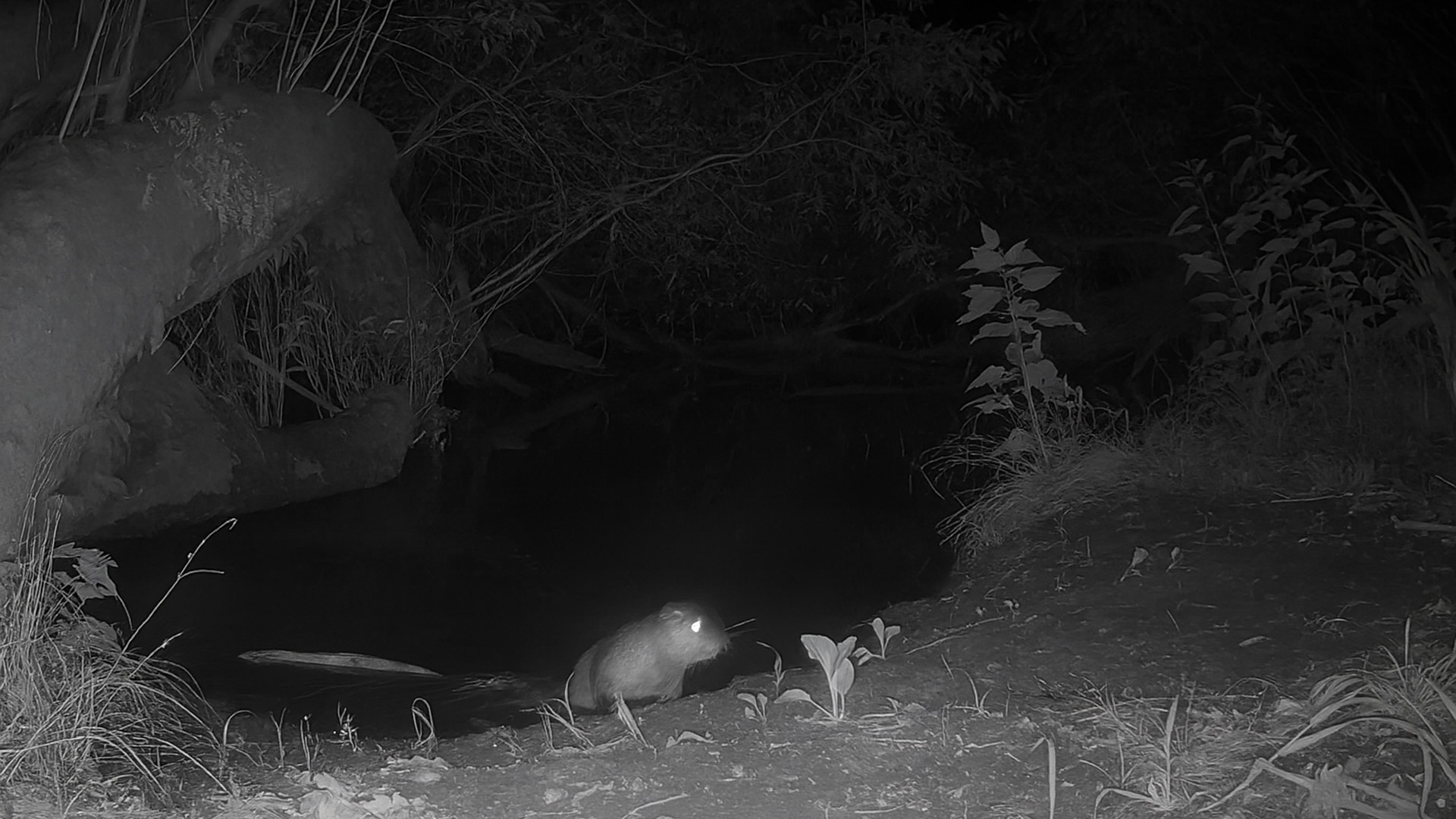 Diese versteckte Kamera zeigt, was wirklich am Fluss passiert