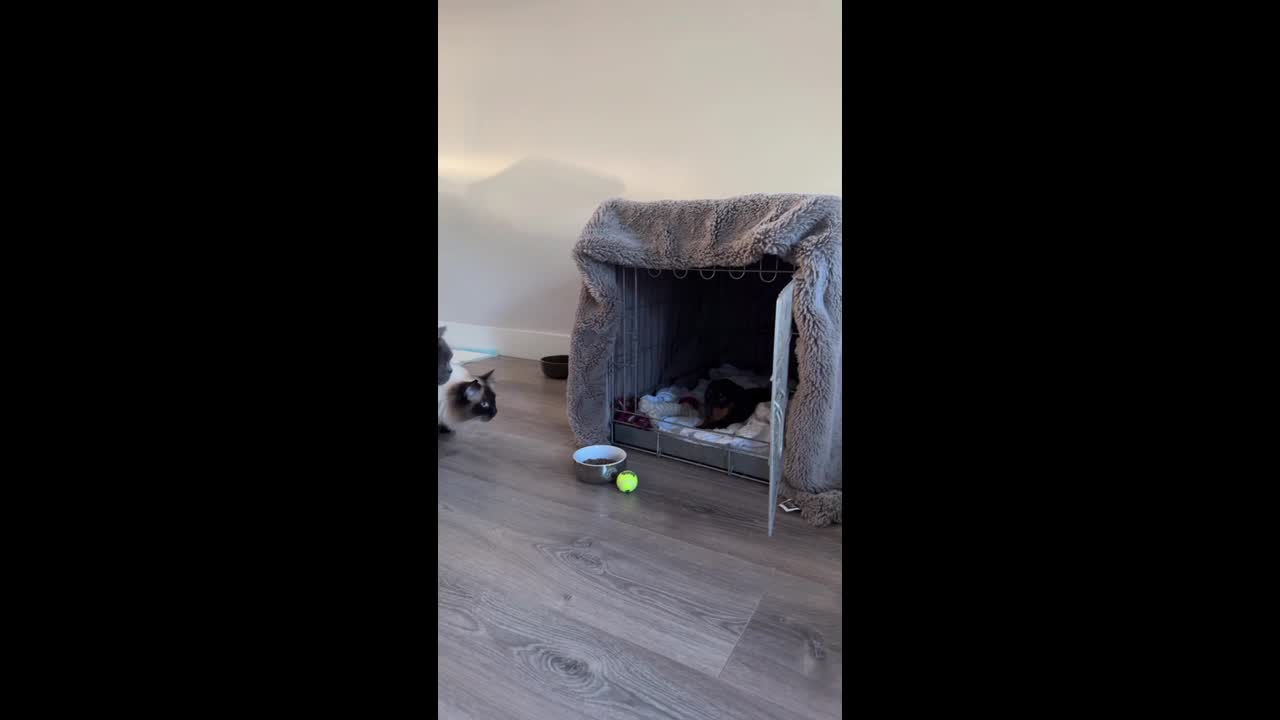 Adorable pets cuddle and play in Laren, Netherlands