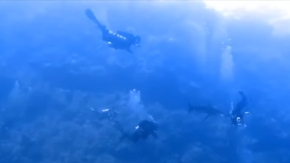 Terrifying shark attack captured on video