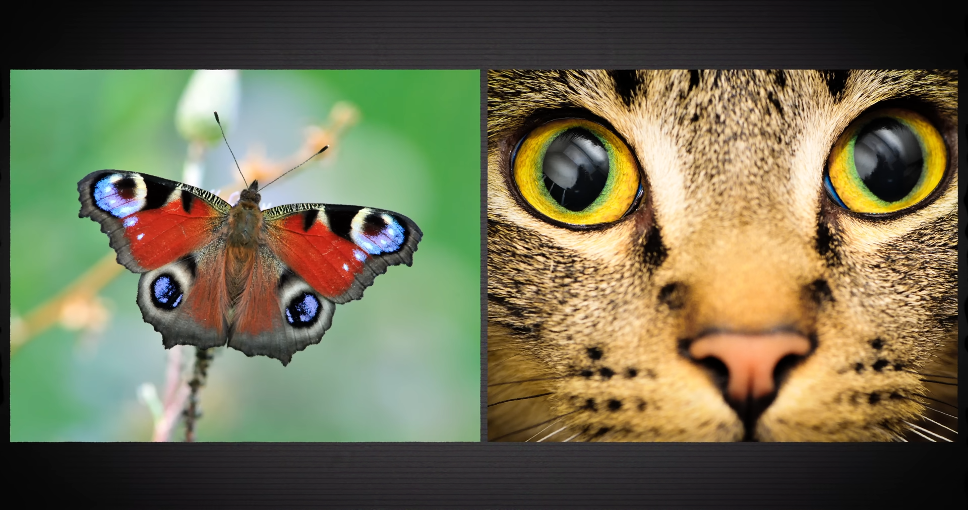 Evolution Gone Wild: The Weirdest Animal Reactions Ever Caught