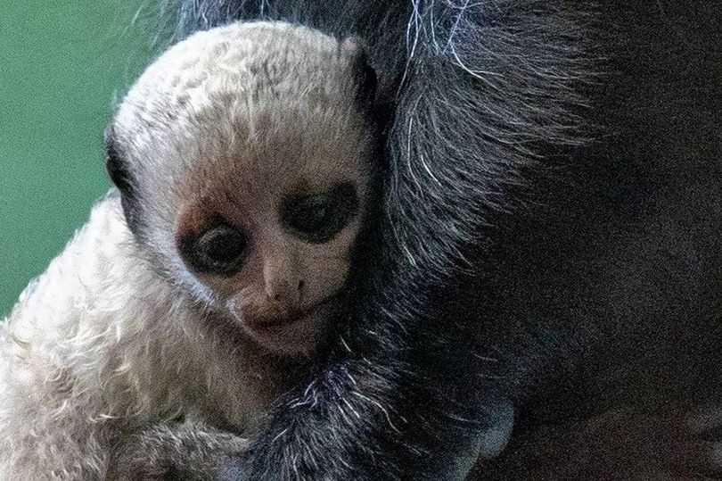 'Ghost-white' monkey pictured in Paignton as zoo announces rare arrival