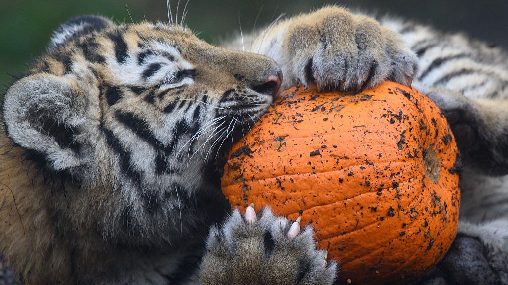 Zoo Animals Get Into The Halloween Spirit With Pumpkin Treats
