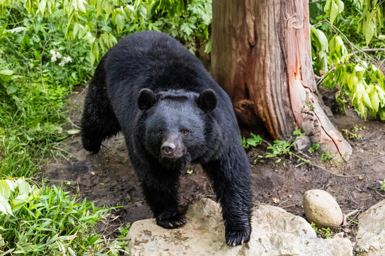 Japan’s ‘daily’ bear attacks are threatening children and tourists