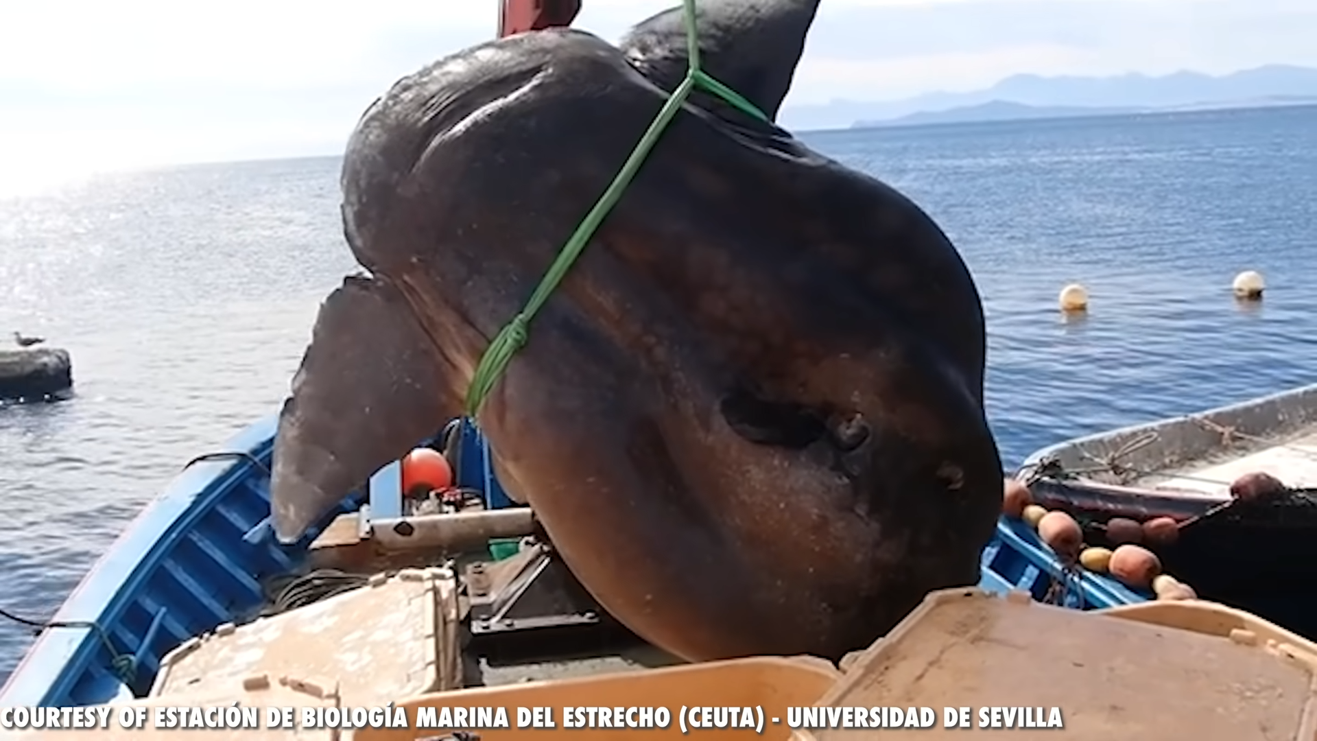 Inside the Life of the Ocean’s Strangest Pancake-Shaped Creature