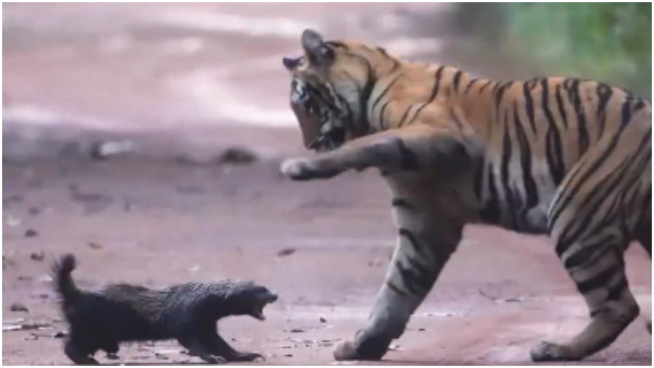 Honey badger fights tiger in dramatic wildlife video, but meets tragic end