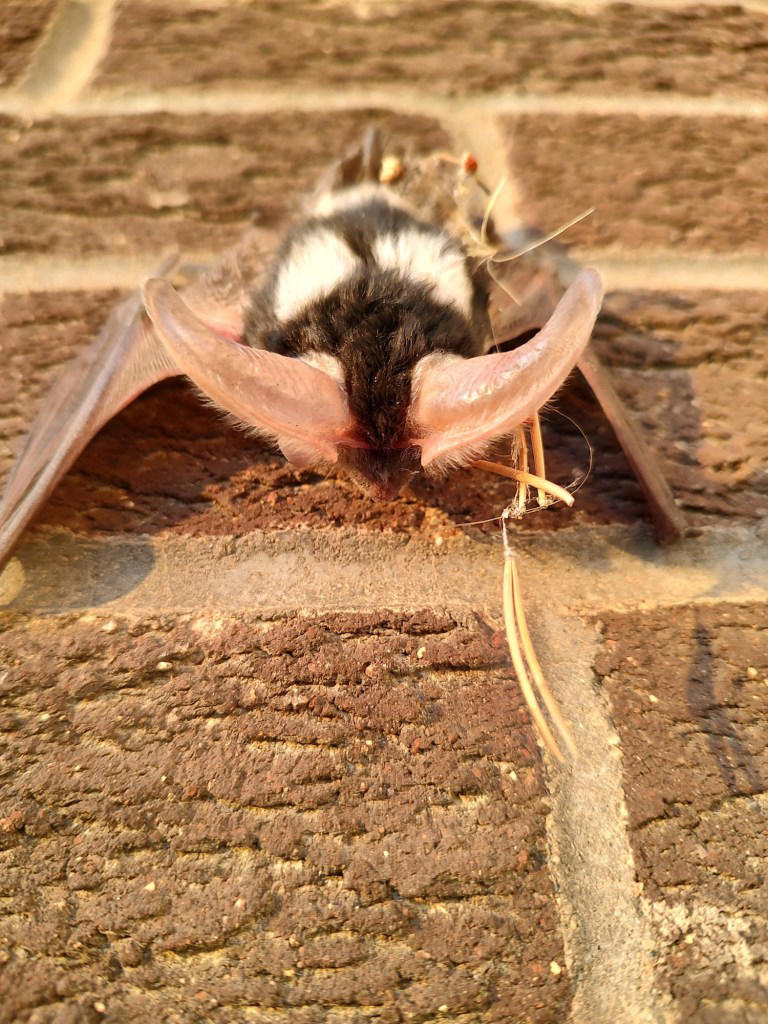 Spooky or just misunderstood? Wyoming’s wide variety of bats are mostly ...