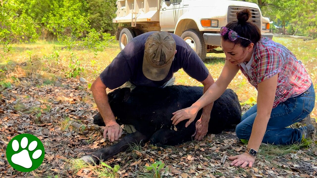 Saving a Paralyzed Baby Bull