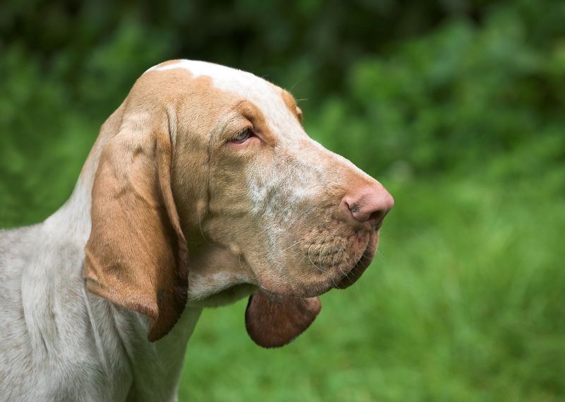 22 Peaceful and Composed Dog Breeds Appreciated for Their Gentle ...