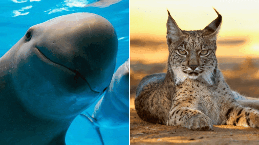 24 Rare and Precious Species We Can Still Save