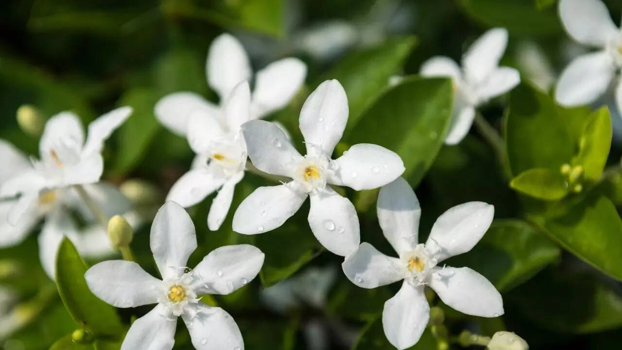 How to grow Jasmine in balcony garden: Step-by-step tips