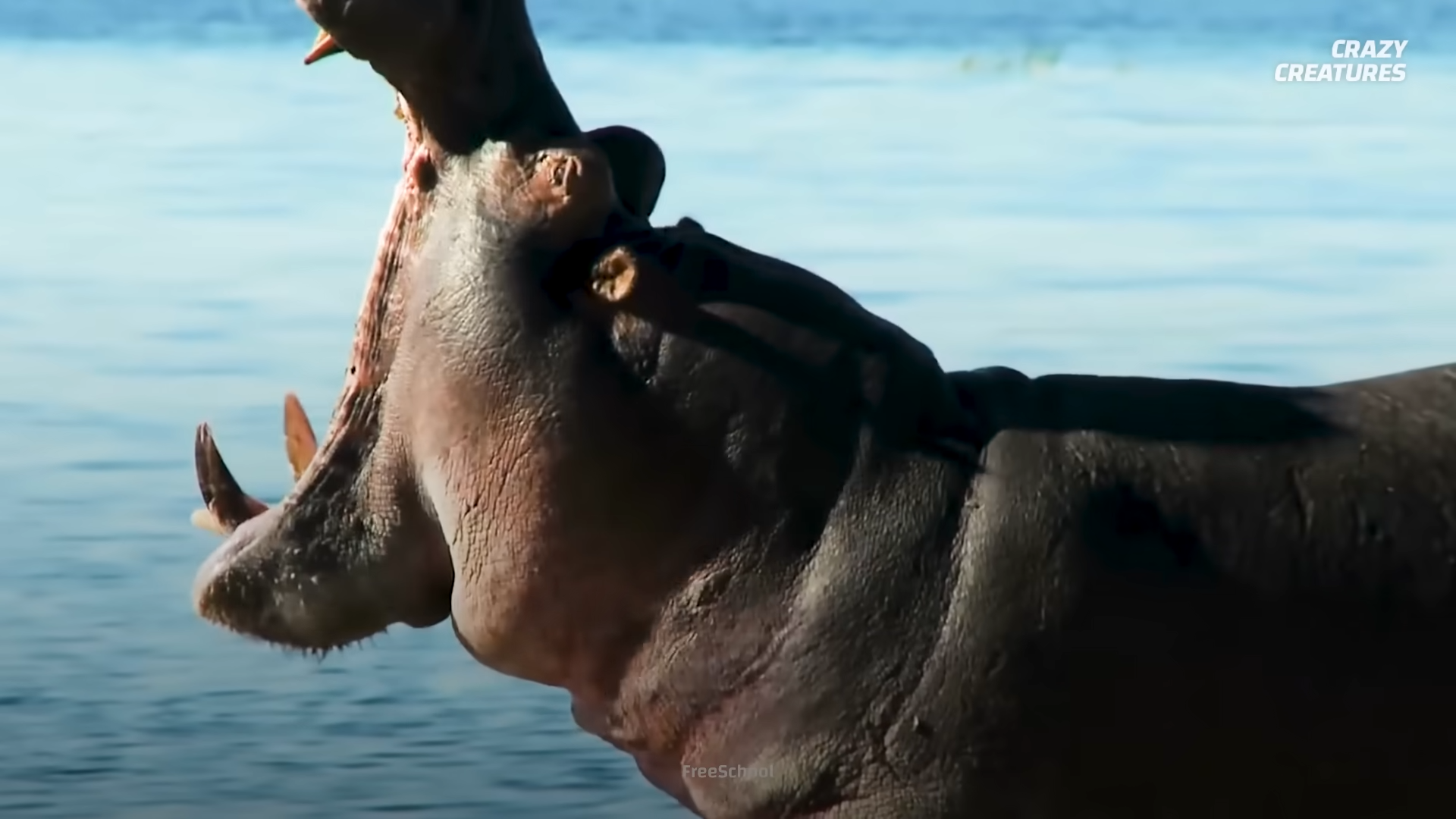 The Hidden Danger Behind the Hippo’s Deadly Bathroom Habits