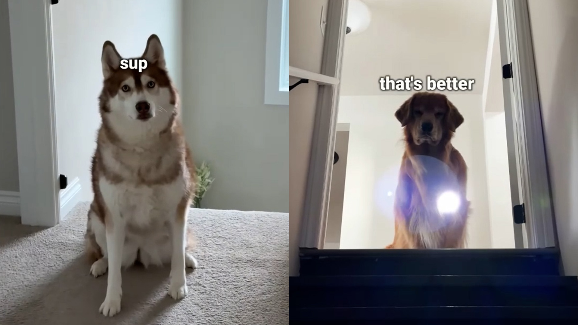 Golden Retriever Confronts 'Wolf'