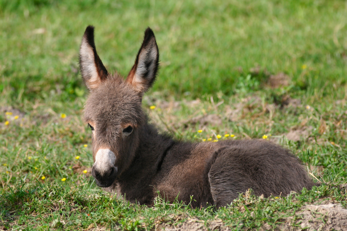 Newborn Baby Donkey Falling Asleep in Human Mom's Arms Has Everyone ...