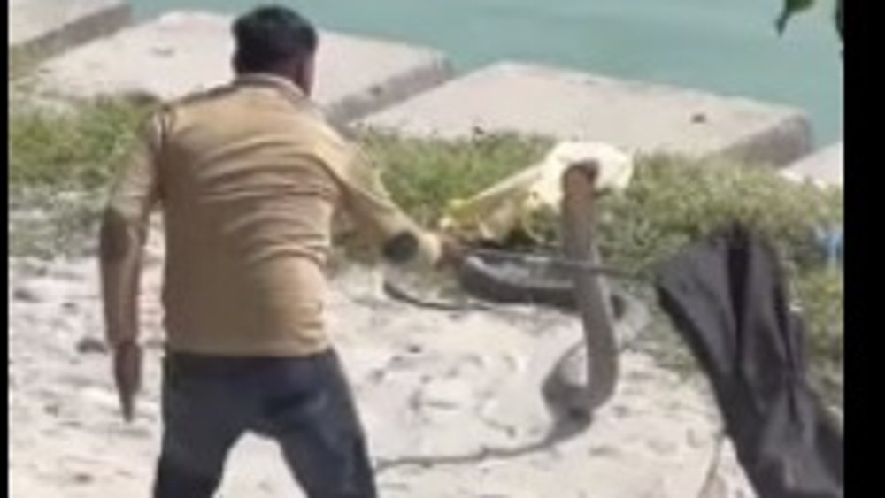 Man battles mega cobra for over an hour