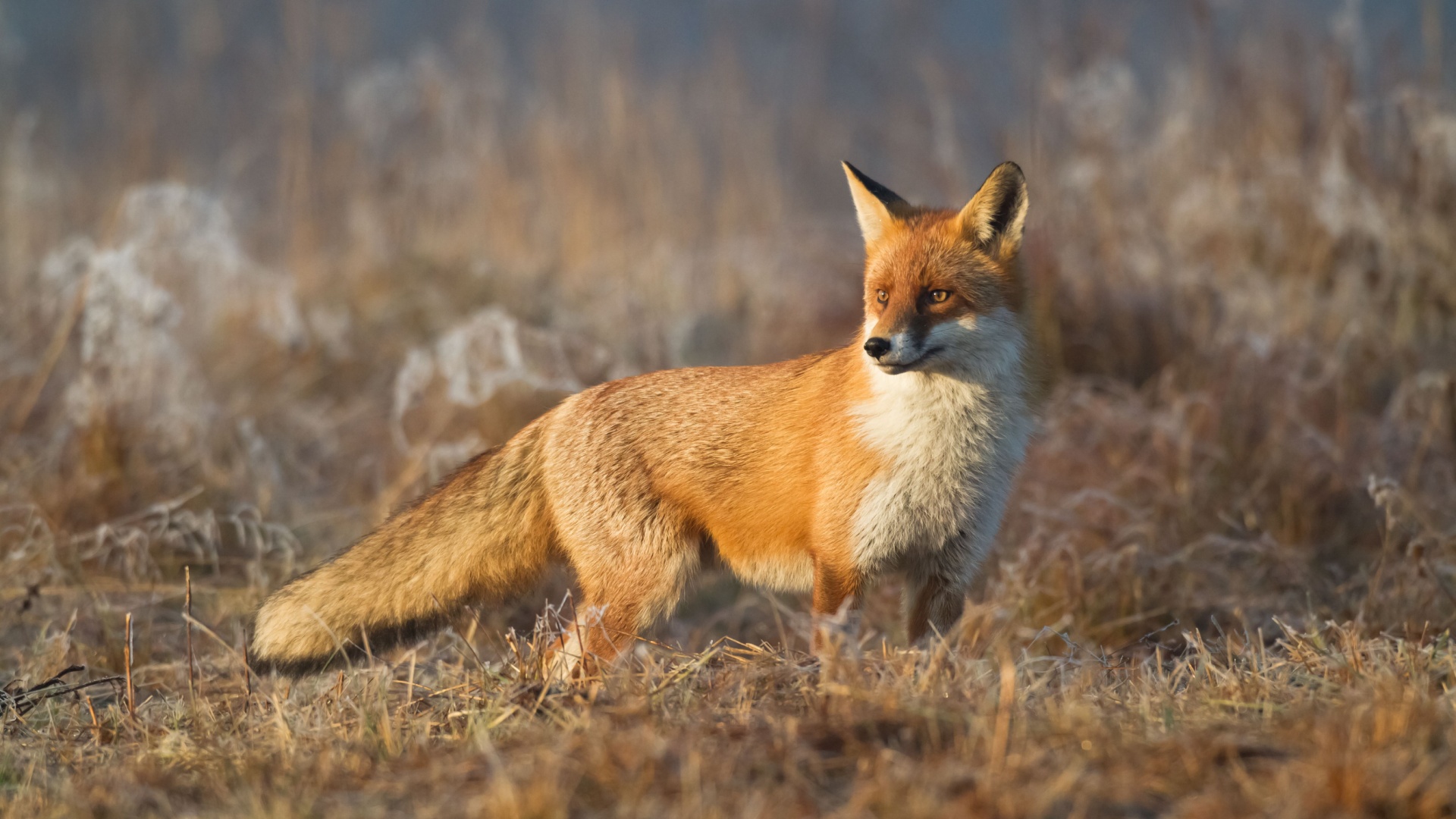 10 Wild Animals You Might Encounter While Camping In Ontario’s ...