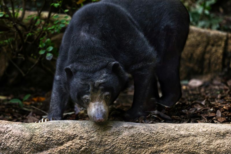 10 Wild Animals You Might Encounter While Camping In Ontario’s ...