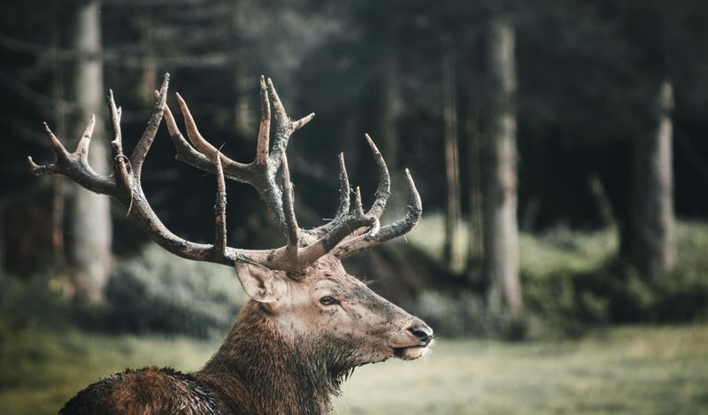 10 Wild Animals You Might Encounter While Camping In Ontario’s ...