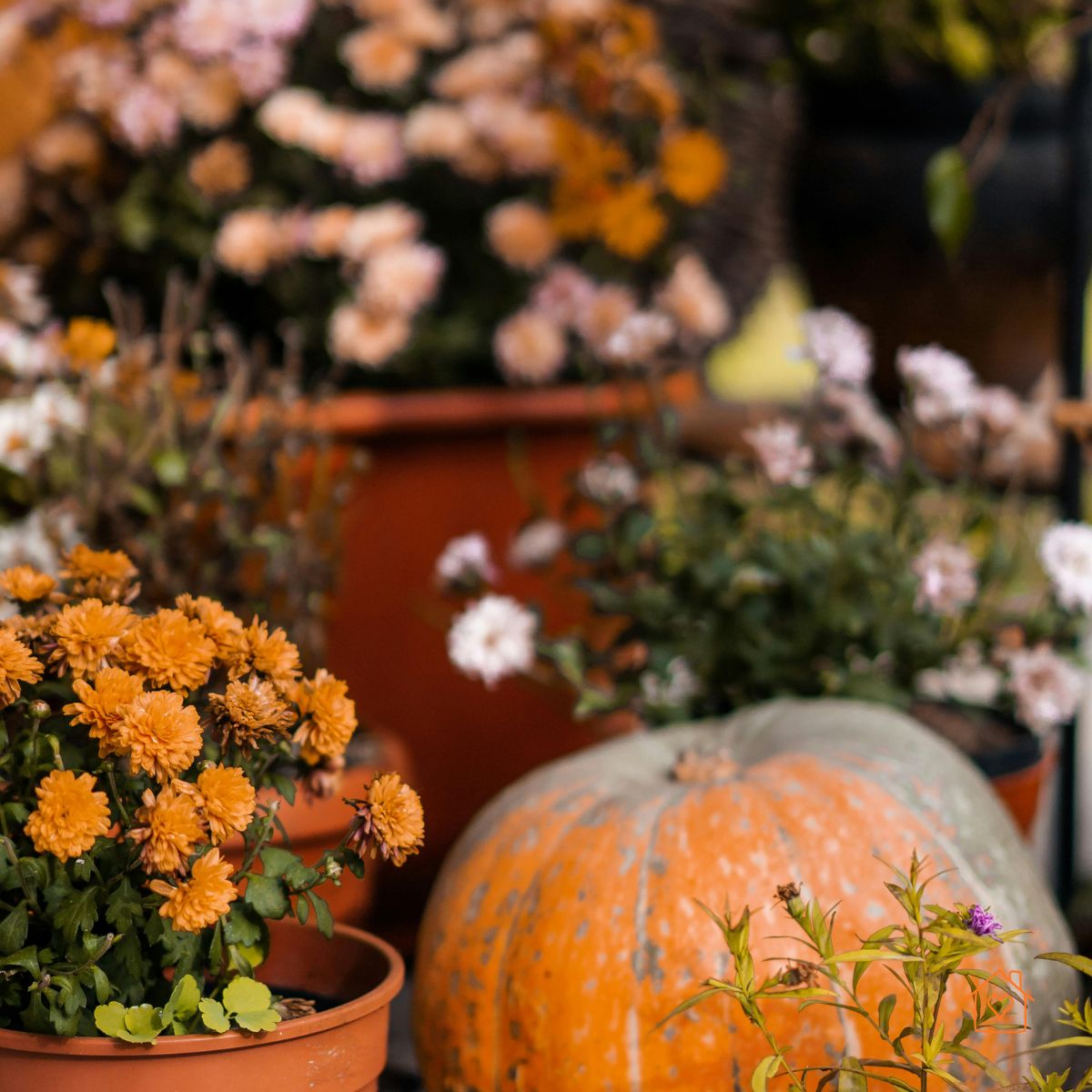 Landscaping checklist: What to accomplish during the fall