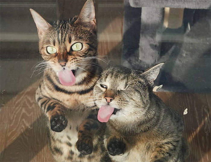 49 Pics That Are Proof Two Cats Are Better Than One