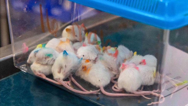 California animal shelter rescues nearly 100 small pets from single home