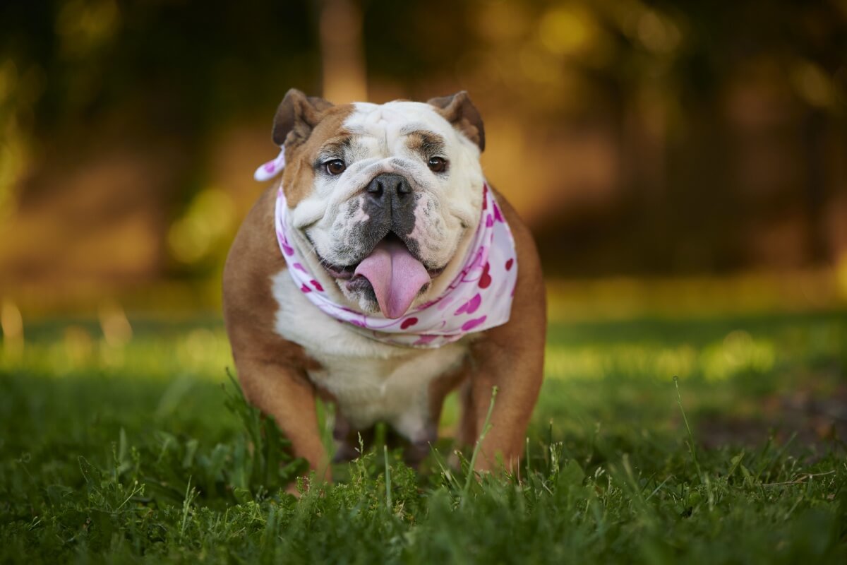 7 raças de cachorro originárias do Reino Unido