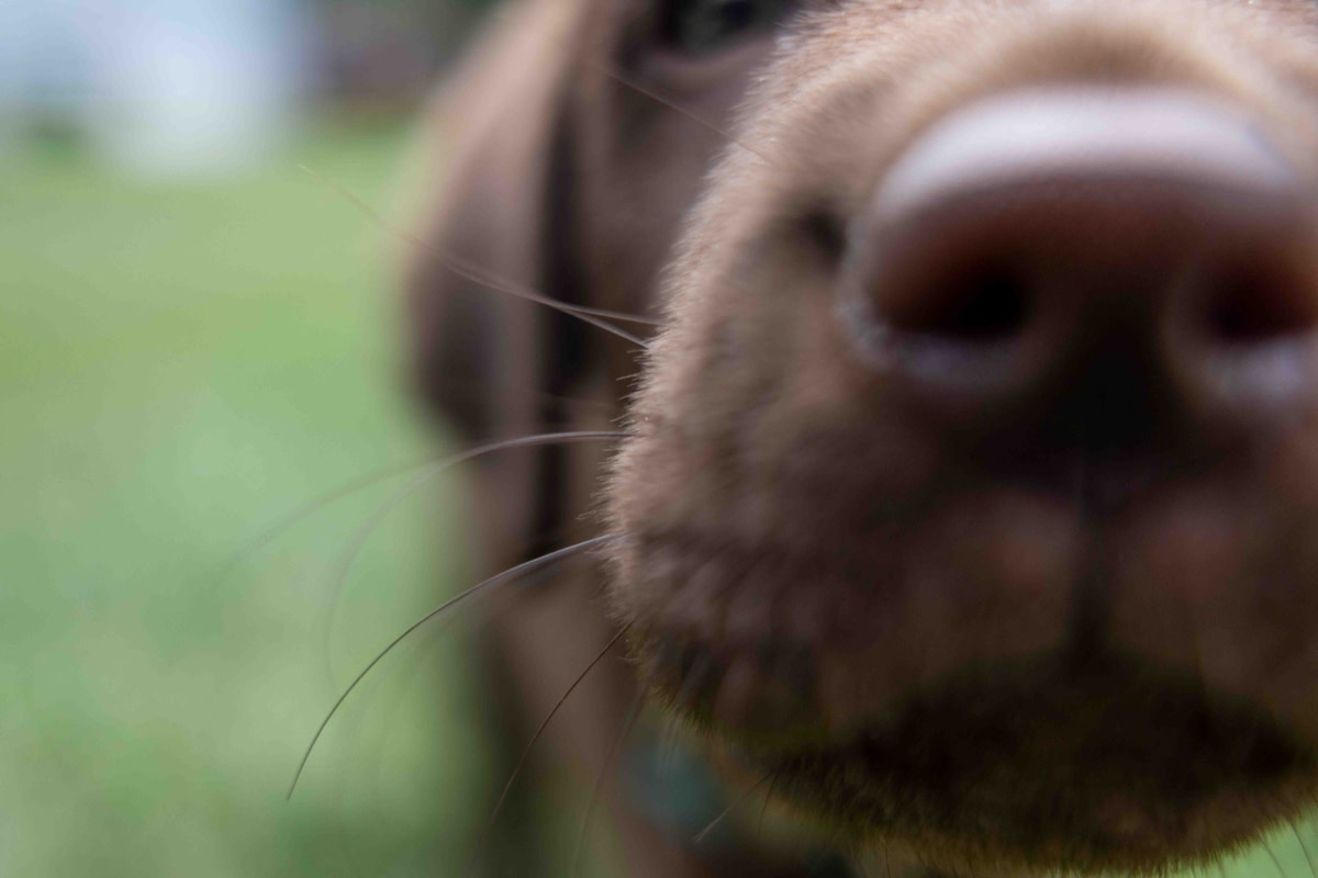 Chocolate Labrador's Hilarious Halloween Costume Is 'Perry the Platypus ...