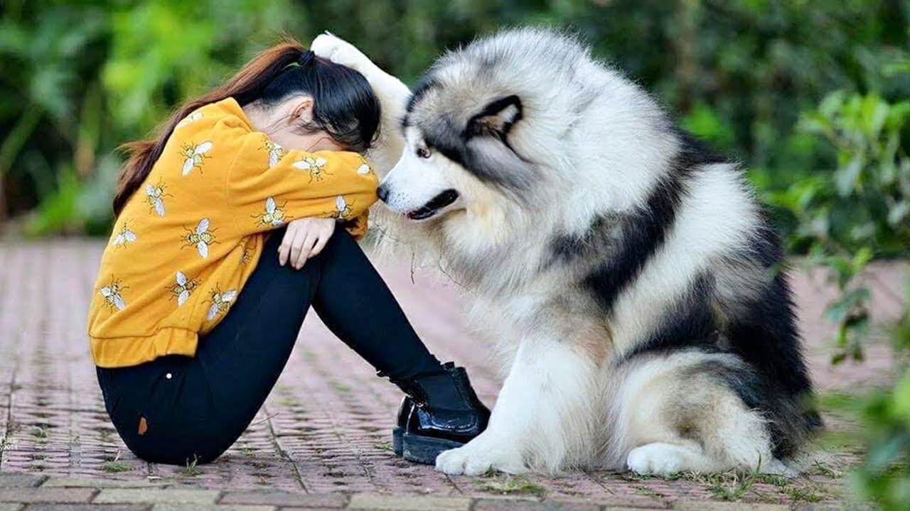 Loyal Dog Offering Comfort and Love