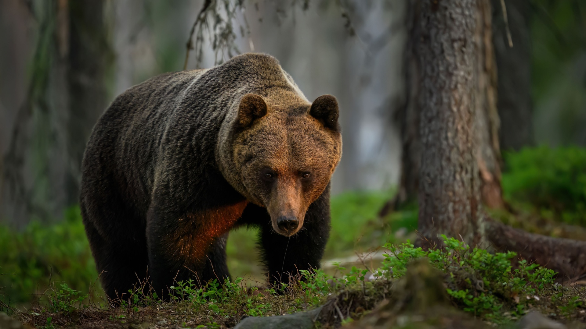 Things You Should Never Do If You Spot A Bear While Hiking