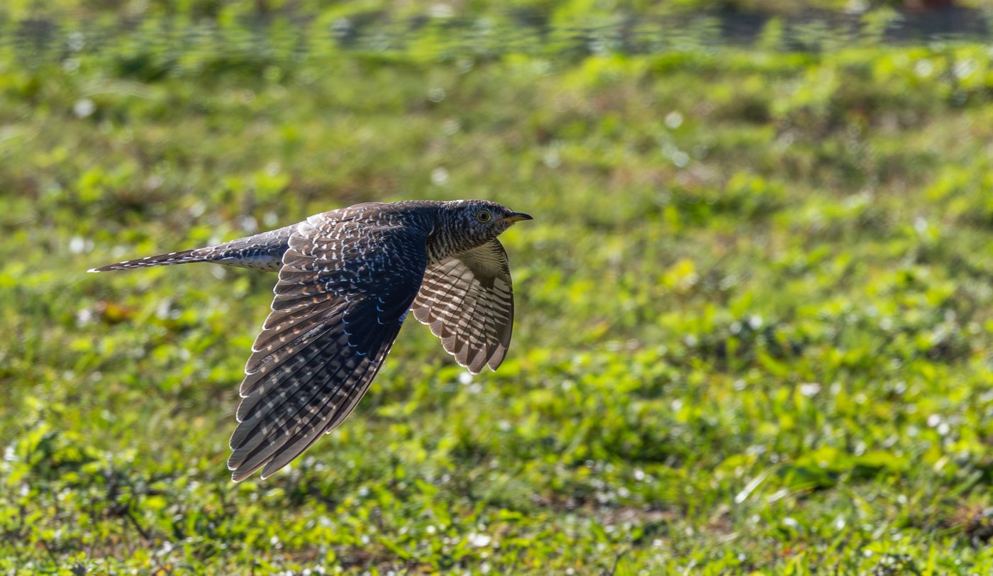 Birders going ‘cuckoo’ after unexpected sighting in New York City area
