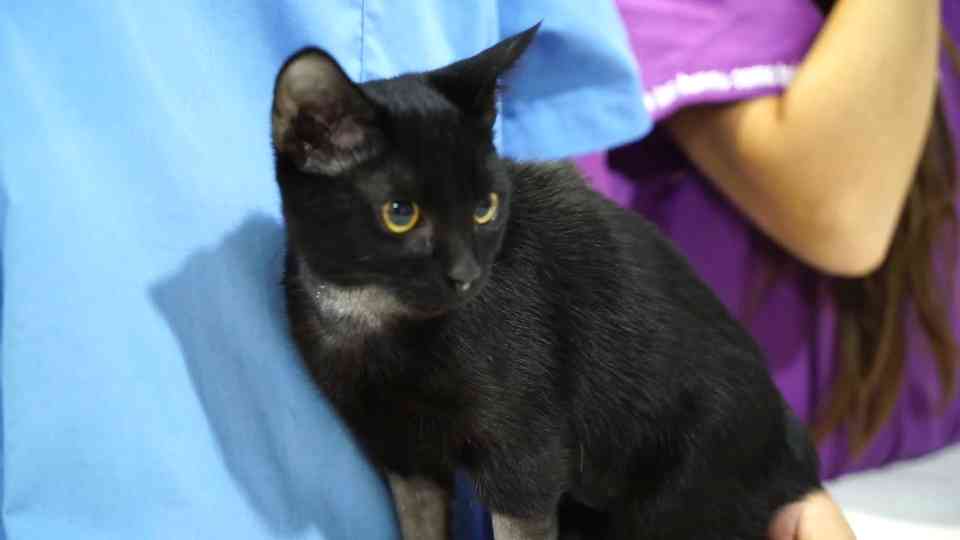 From Street to Survival: Saving Suki’s Life