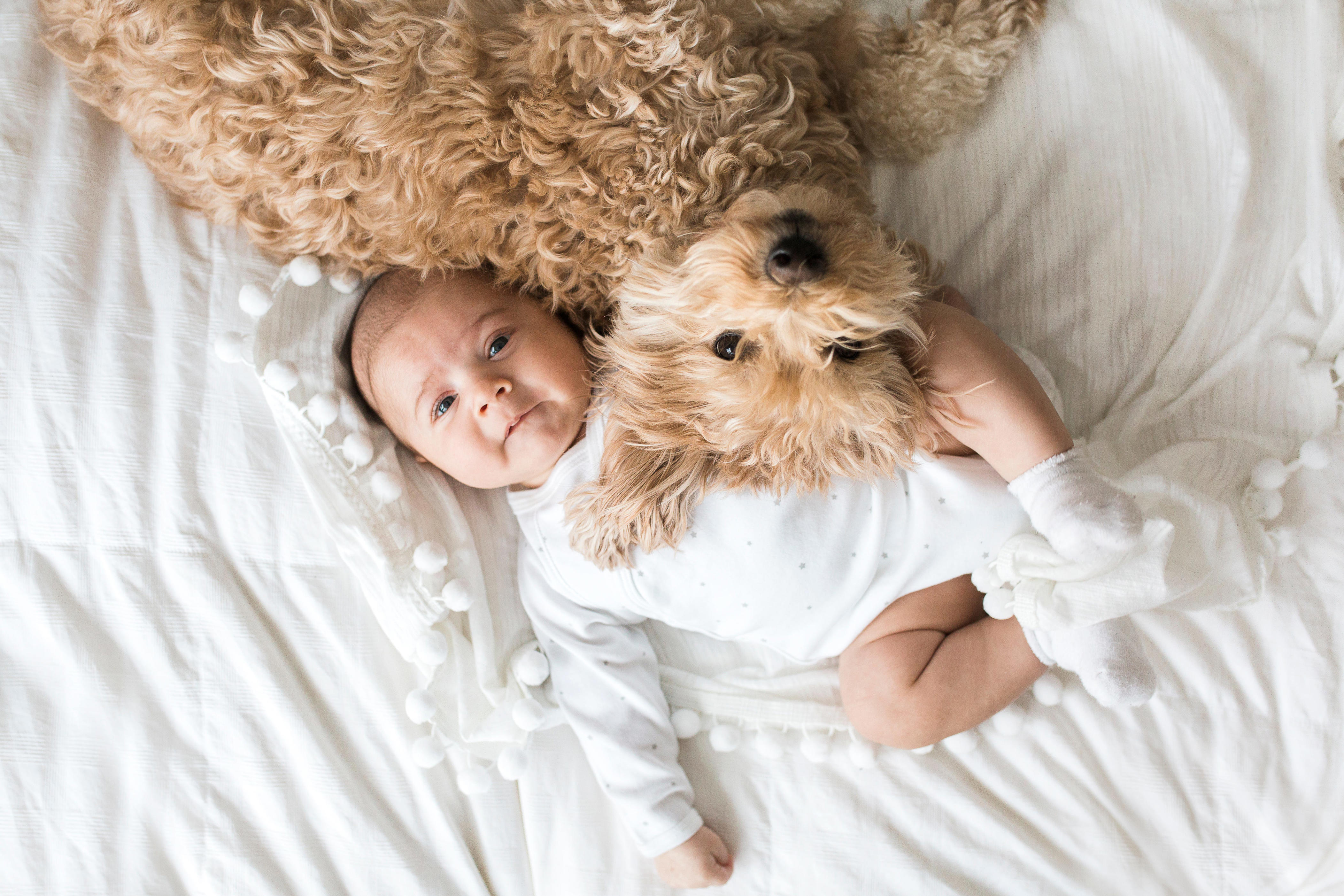 These Gentle Dog Breeds Are Great Around Babies