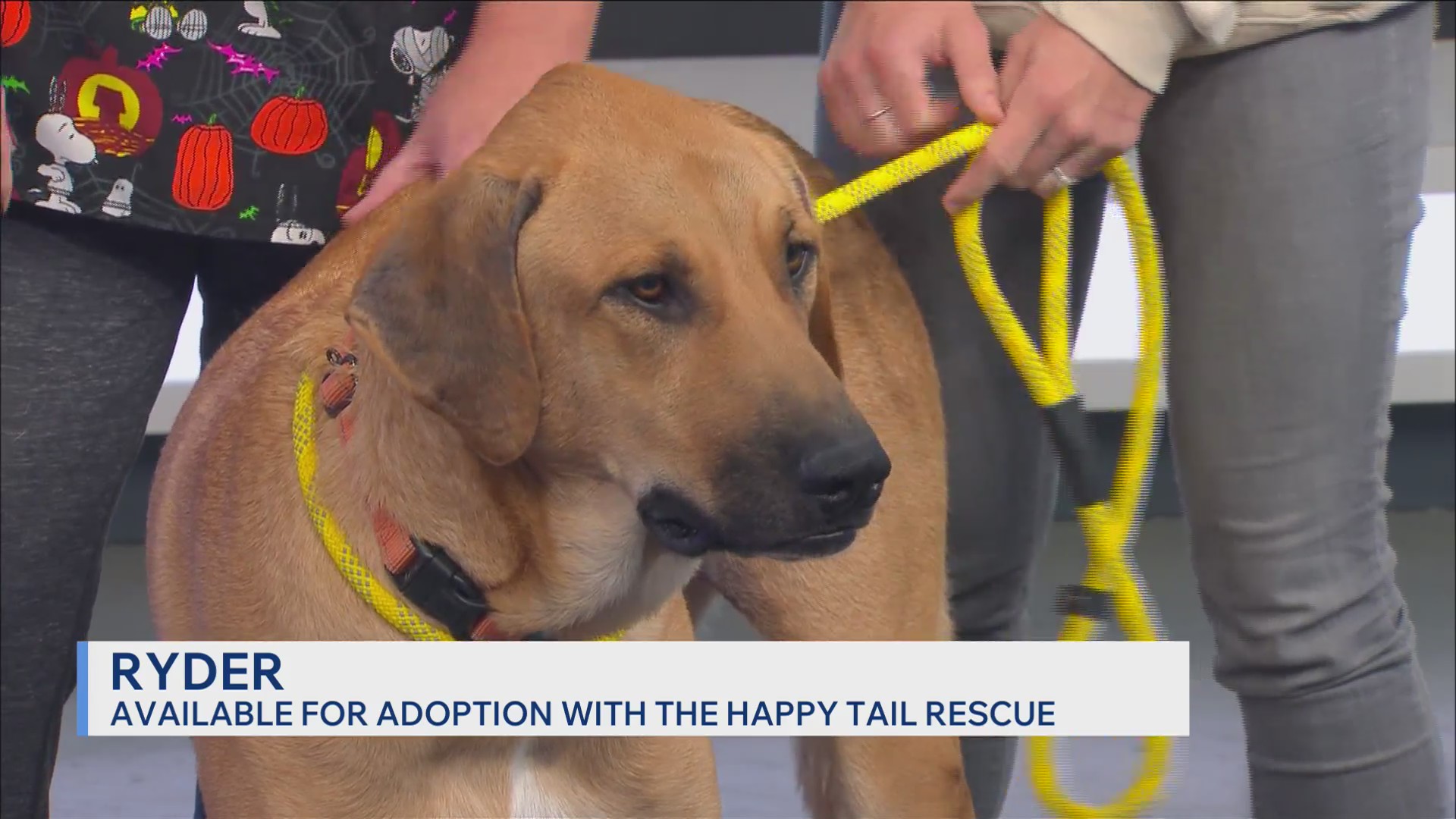 Furry Friends Friday - Meet Ryder