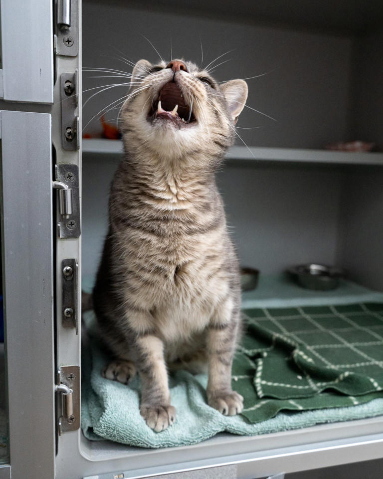 Meet Tamagashi: Lower Bucks County's Shelter Pet Of The Week