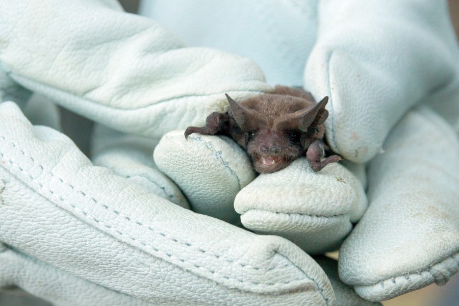 Two rabid bats found in San Mateo County last week