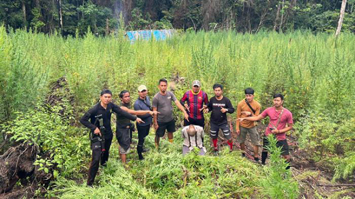 Terungkap Harga Ganja Kering Gayo Lues yang Hendak Dijual Ibu dan Anak ...