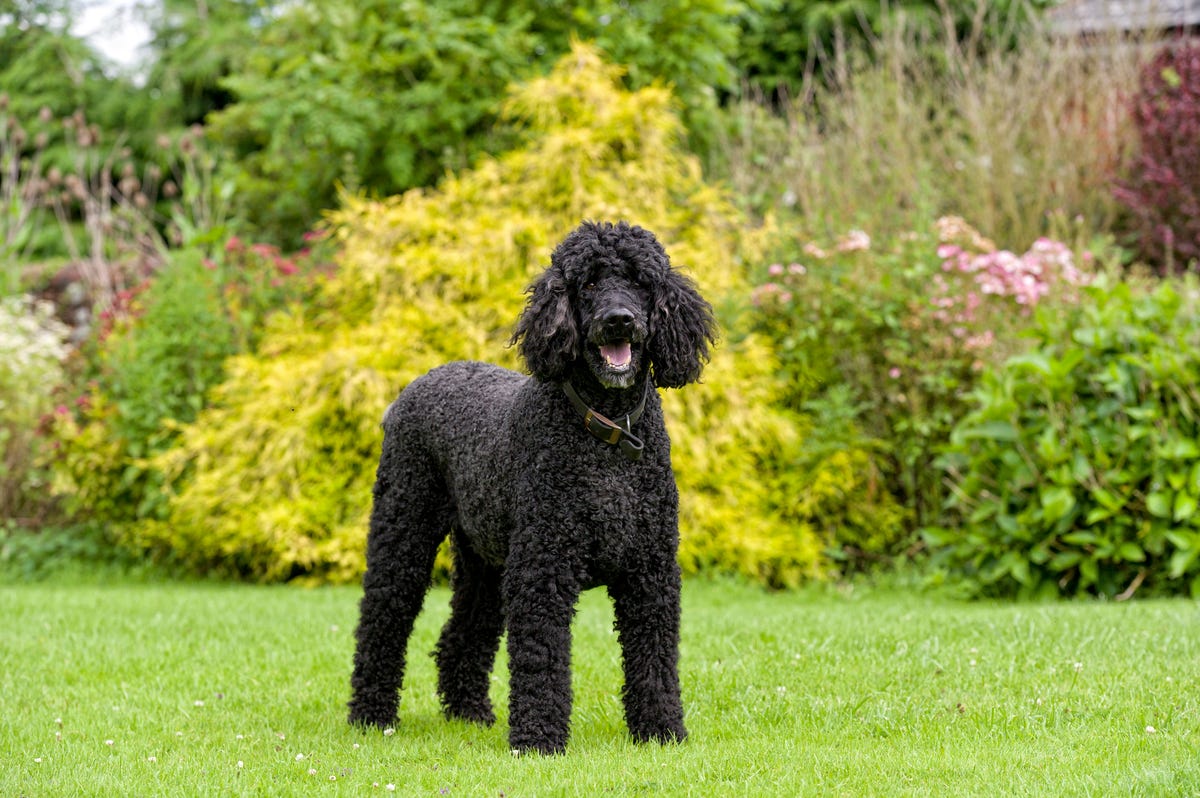 Dog Lovers With Allergies Swear By These Hypoallergenic Breeds That ...