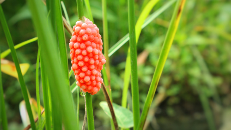 If You Spot These Little Pink Eggs In The Garden, Take Action ...
