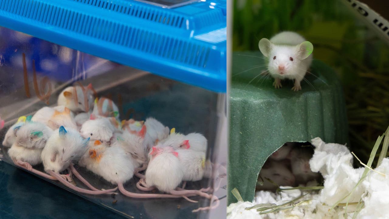 Hoarding horror: Pasadena Humane rescues nearly 100 small animals in ...