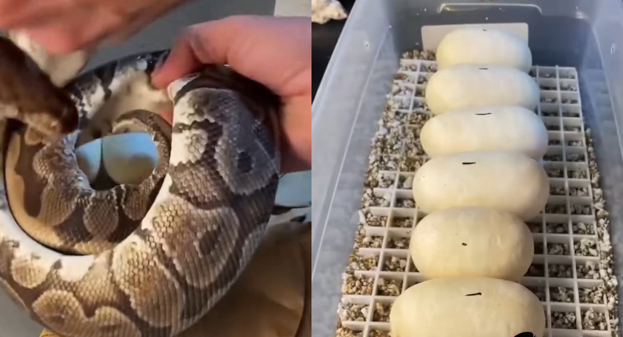 Ball Python hatch! You wanna see this!