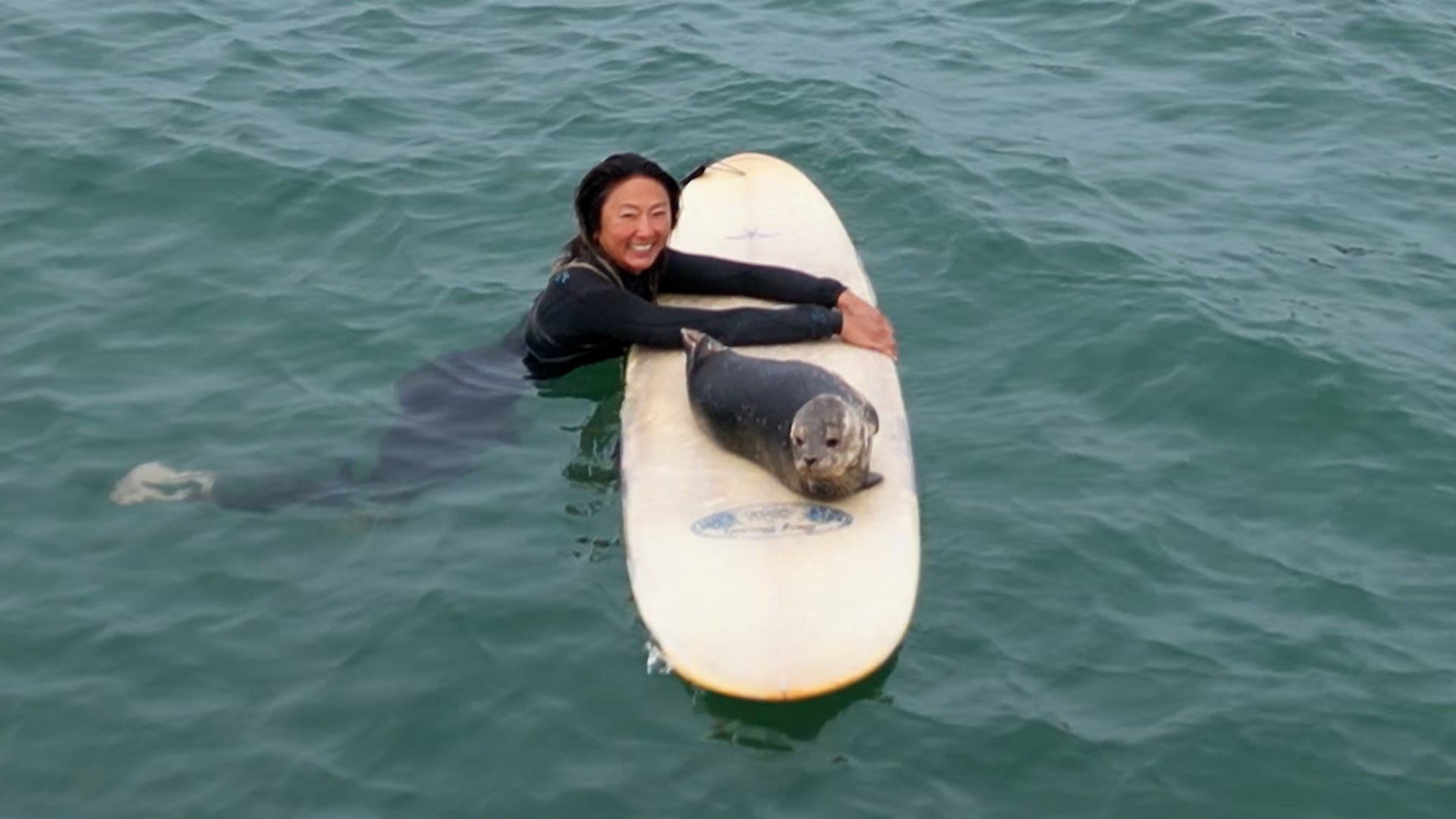 A sweet baby seal joins surfers off the San Diego coast every morning
