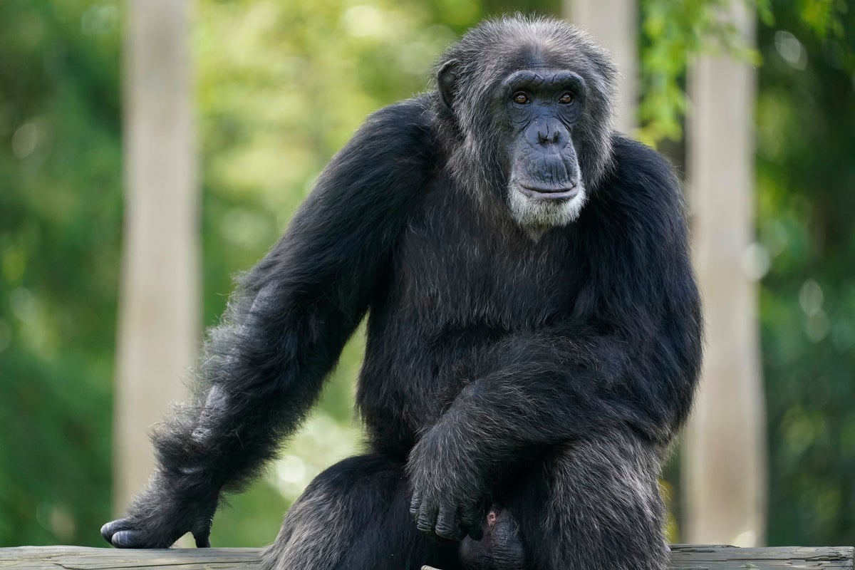 Chimpanzees mirror human thought processes in new study