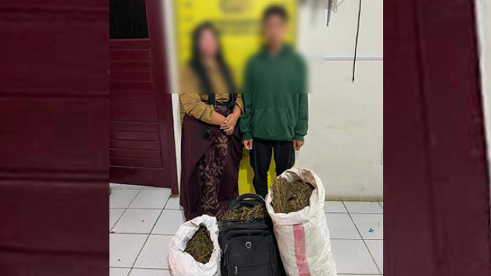 Terungkap Harga Ganja Kering Gayo Lues yang Hendak Dijual Ibu dan Anak ...