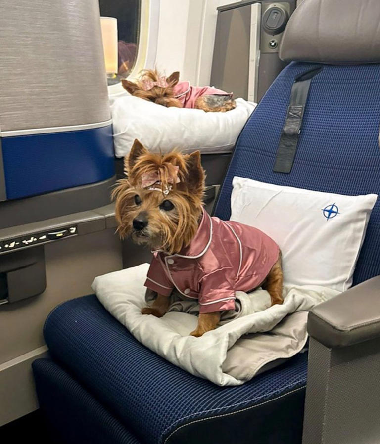 19 Practical Tips for Managing Arthritis in Senior Dogs