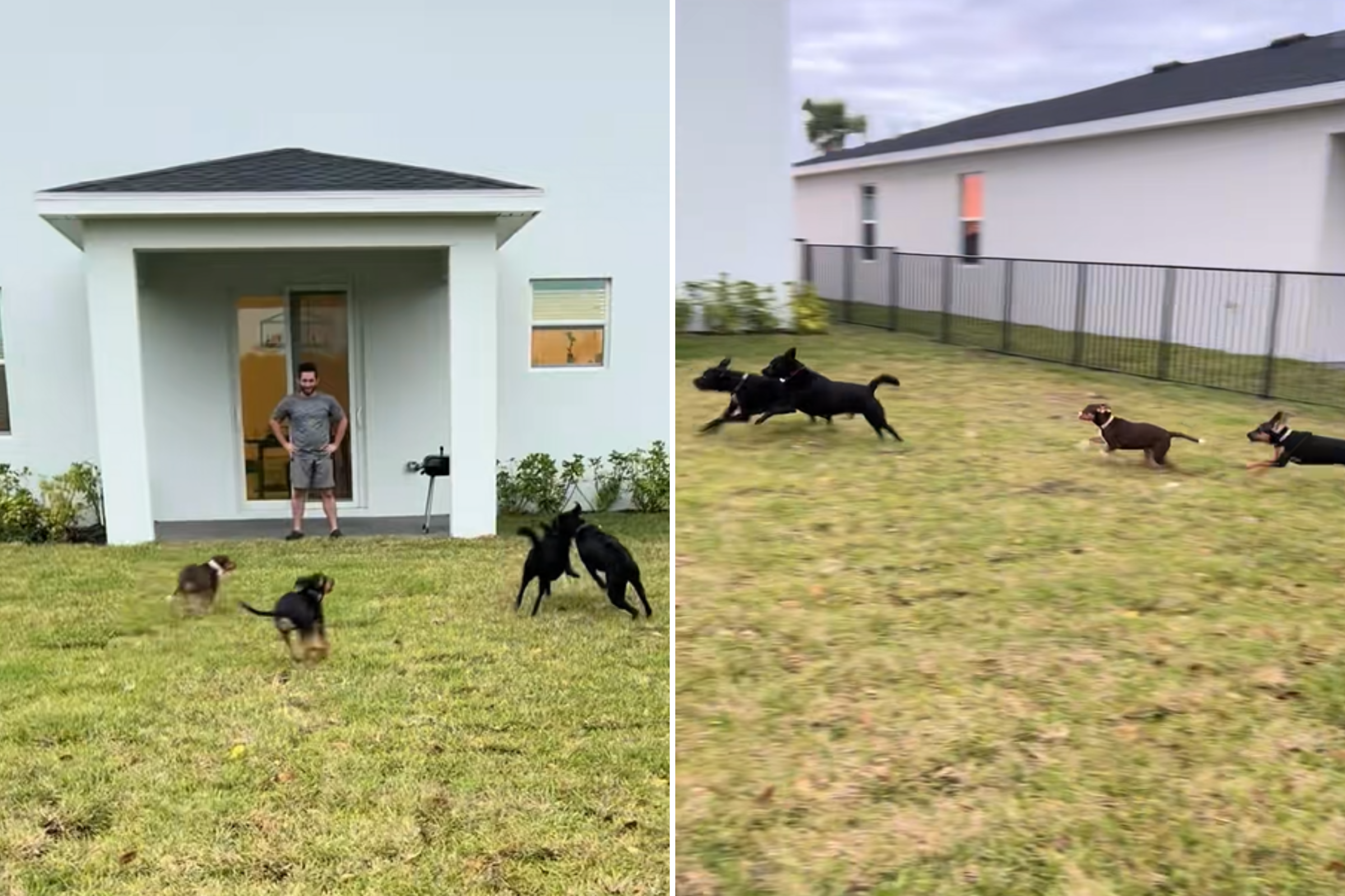 Moment rescue dogs finally get to run around new yard: "zoomies unlocked"