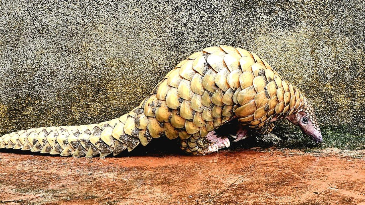Female Indian pangolin rescued from wire mesh in Maharashtra`s Karad