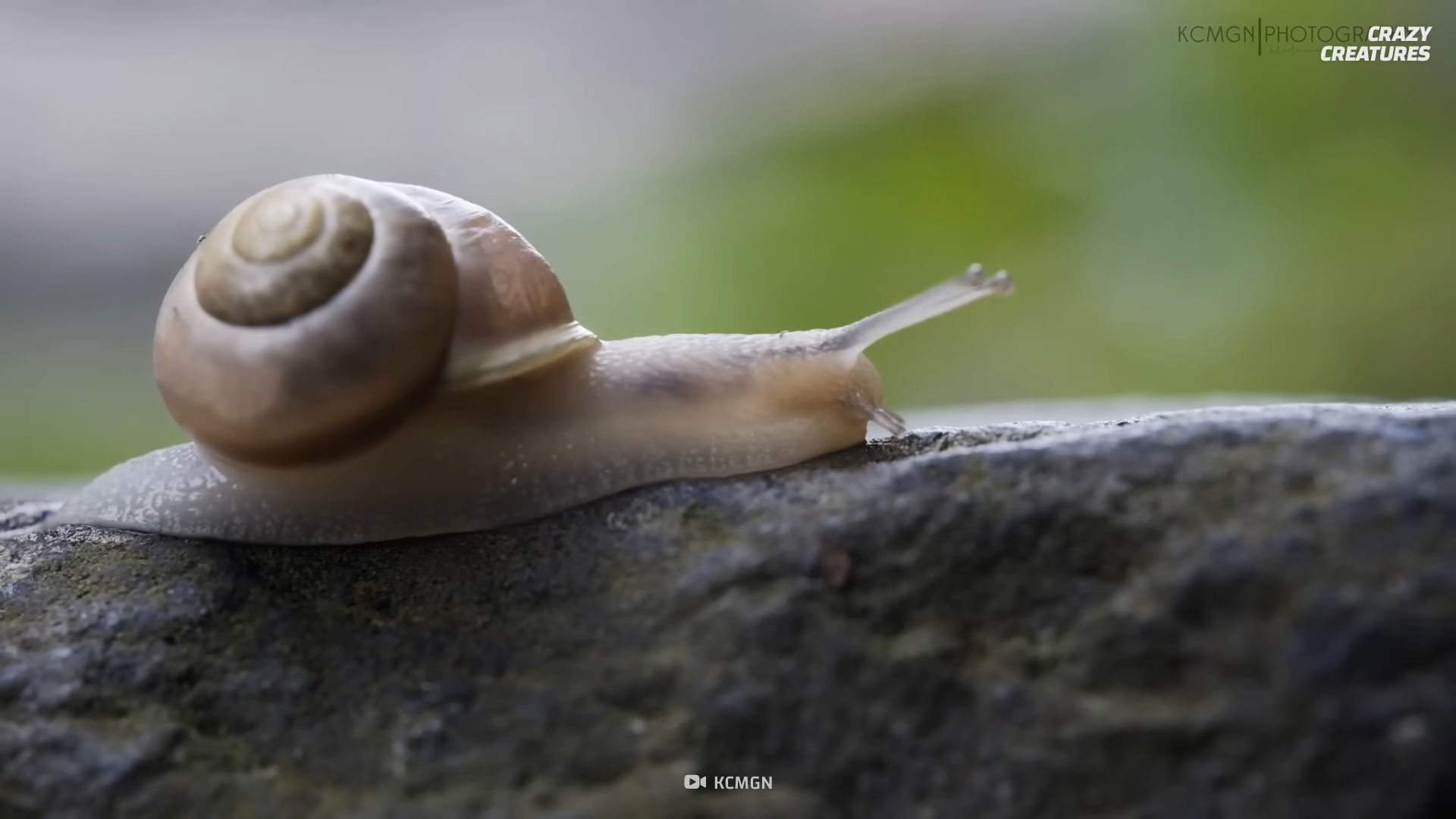 Nature’s Strangest Parasite: The Worm That Possesses Snails