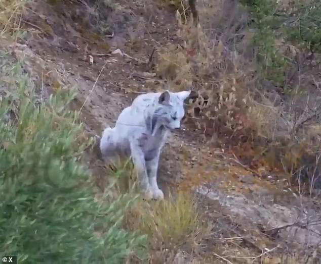 'Mythical' Iberian lynx is captured on video for the first time ever in ...