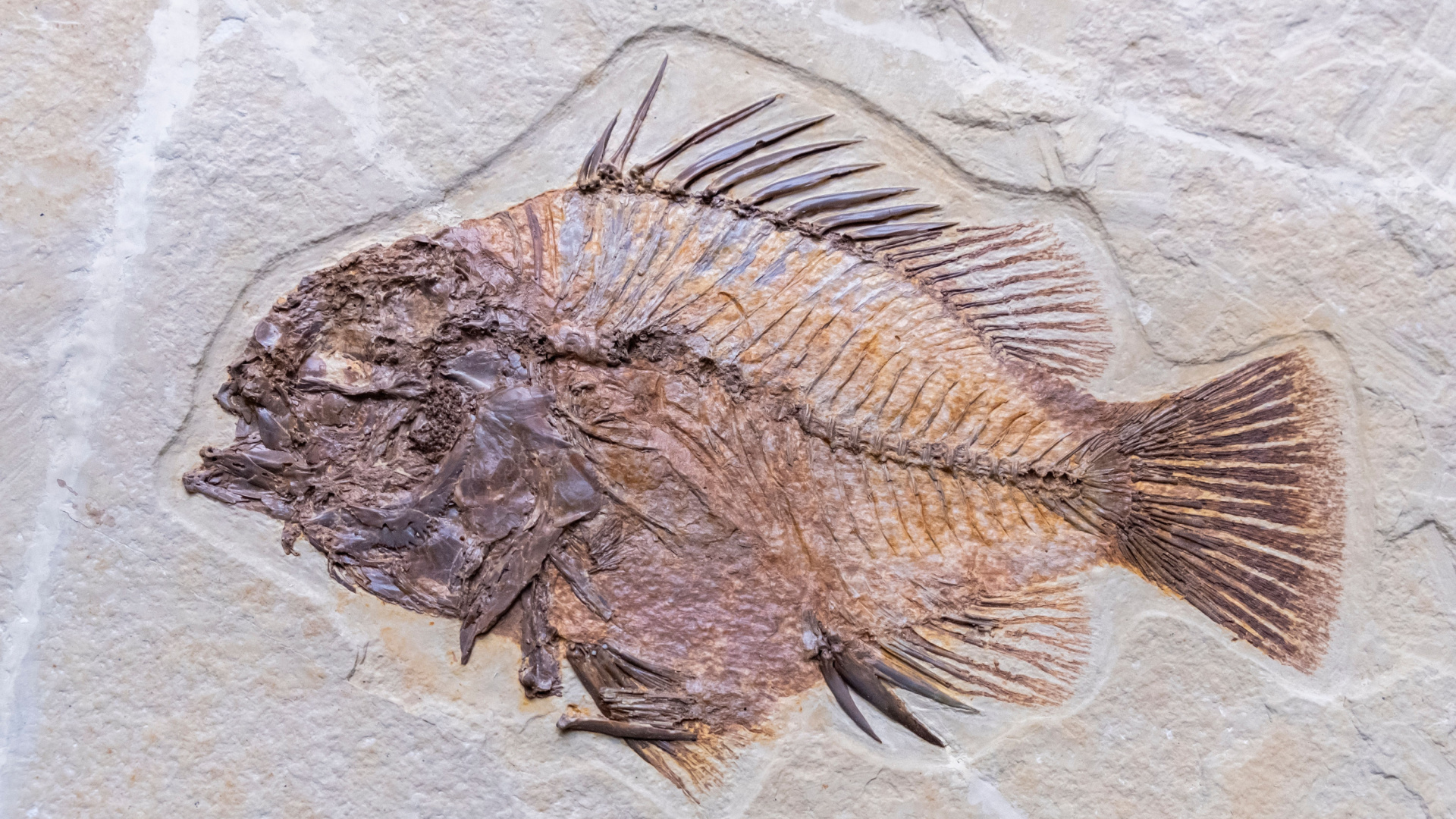 Scientists Discover 15 Million-Year Old Fish With Last Meal Fossilized ...